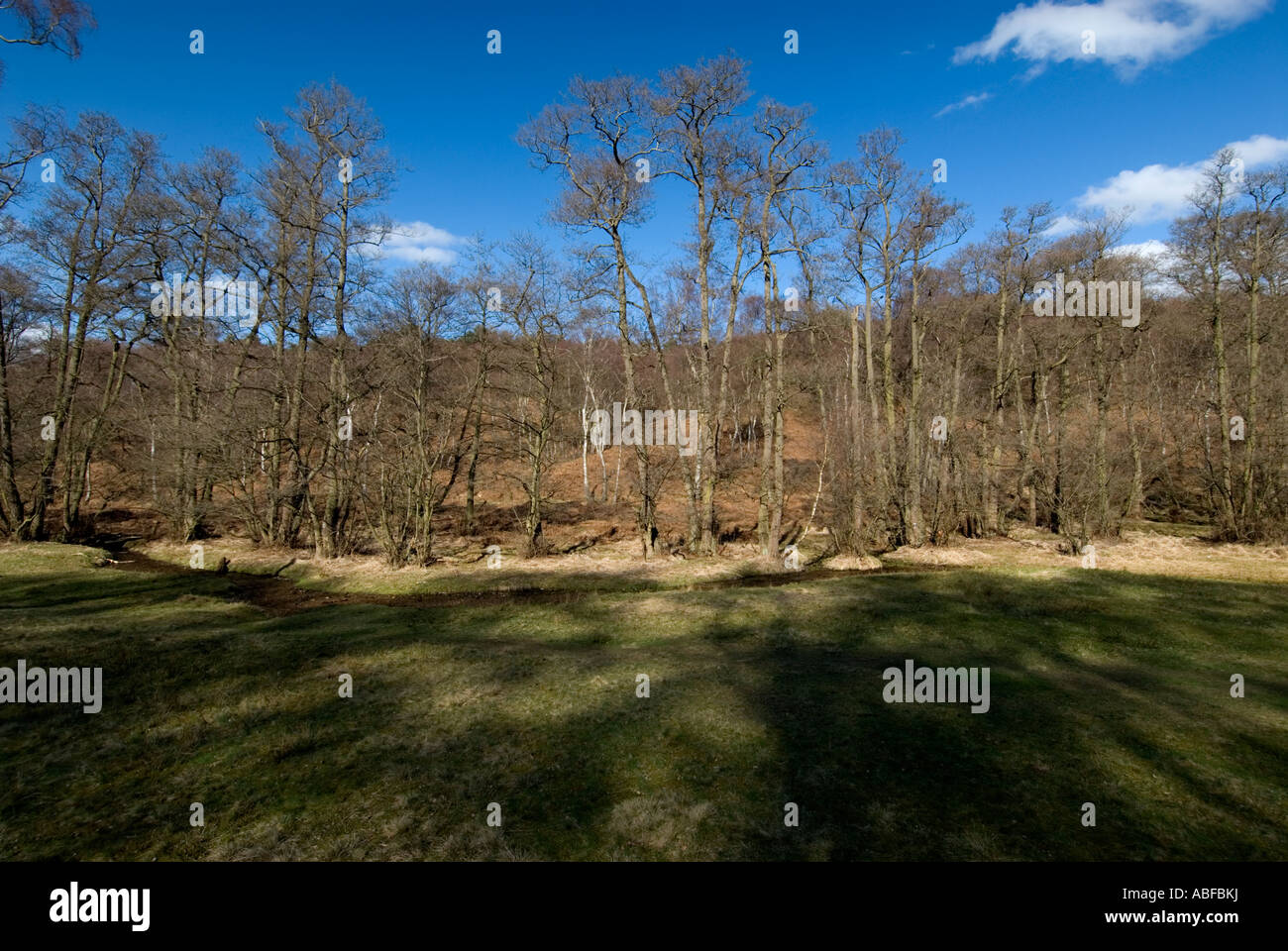 view of cannock chase in staffordshire in the uk Stock Photo - Alamy