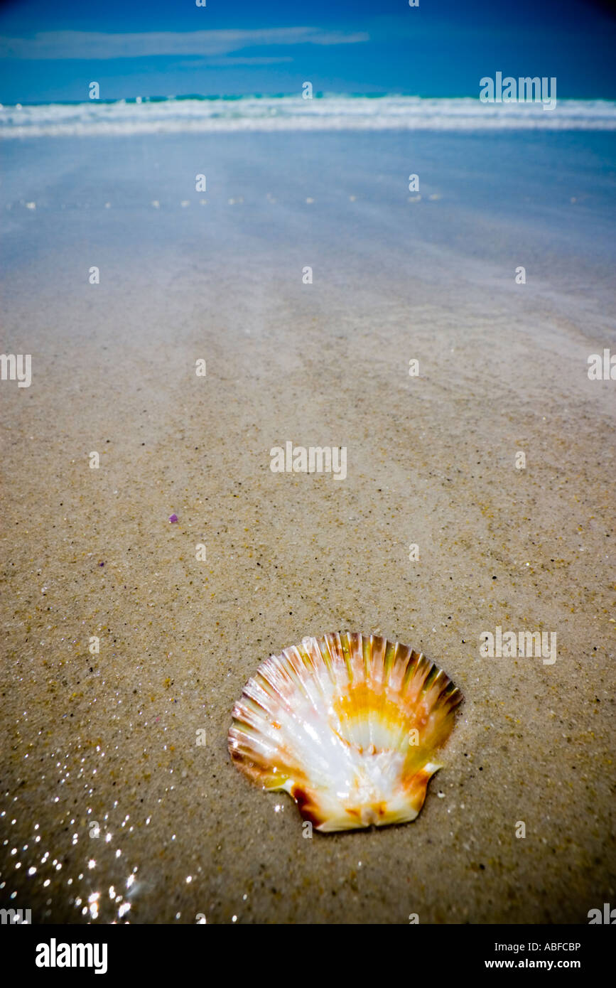Scallop Shell on Beach Stock Photo - Alamy