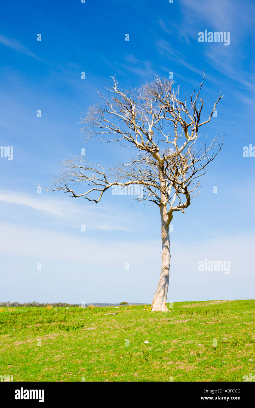 Lone Dead Tree in Green Field Stock Photo - Alamy