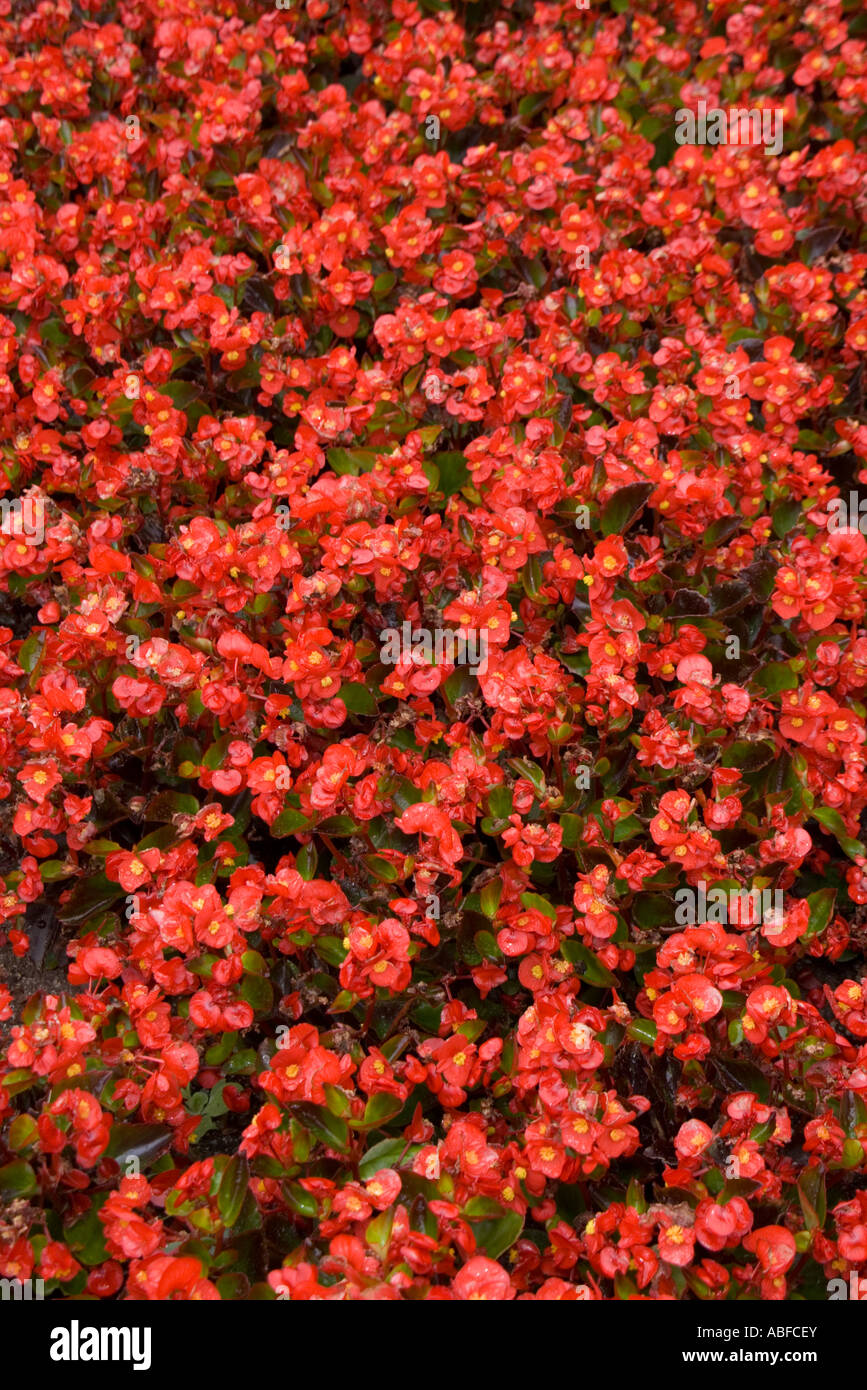 Red floral background Stock Photo - Alamy