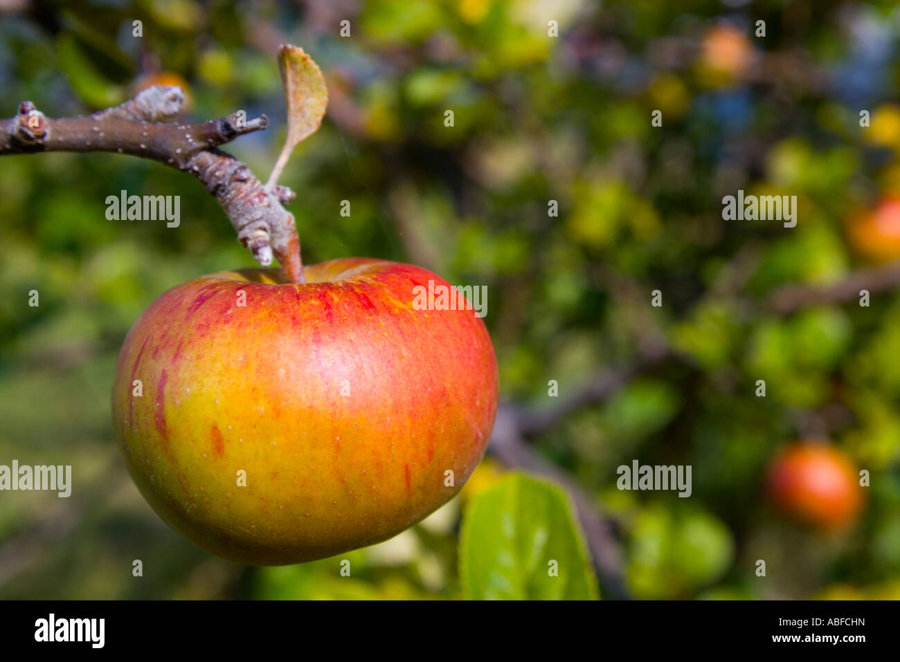Fresh Red Apple Stock Photo - Alamy