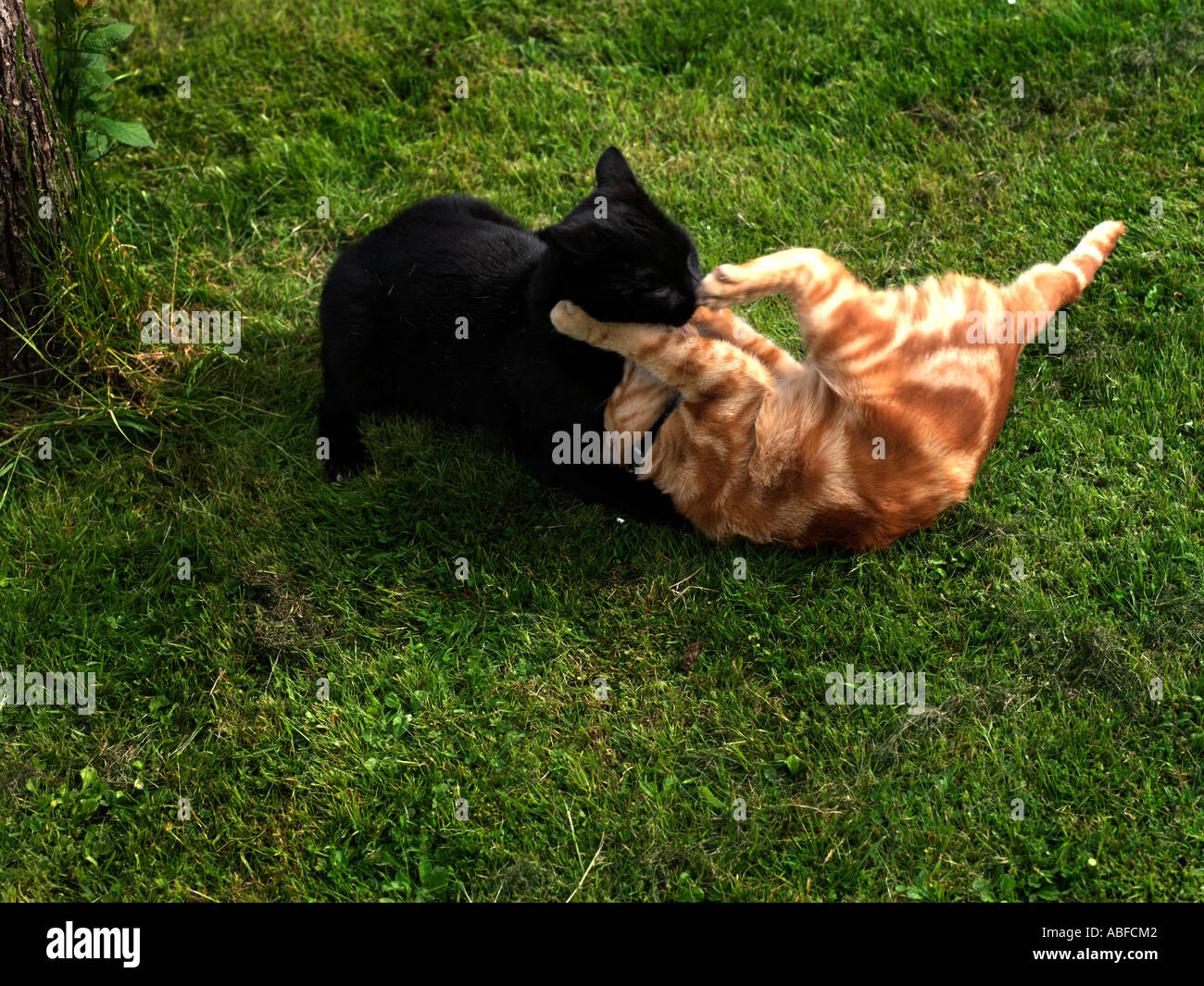 Catfight hi-res stock photography and images - Alamy