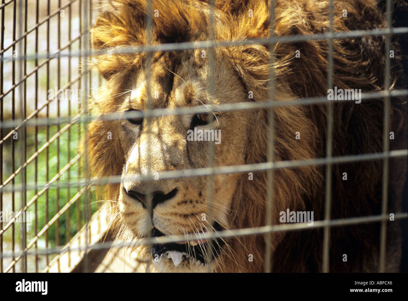 Unhappy lion hi-res stock photography and images - Alamy