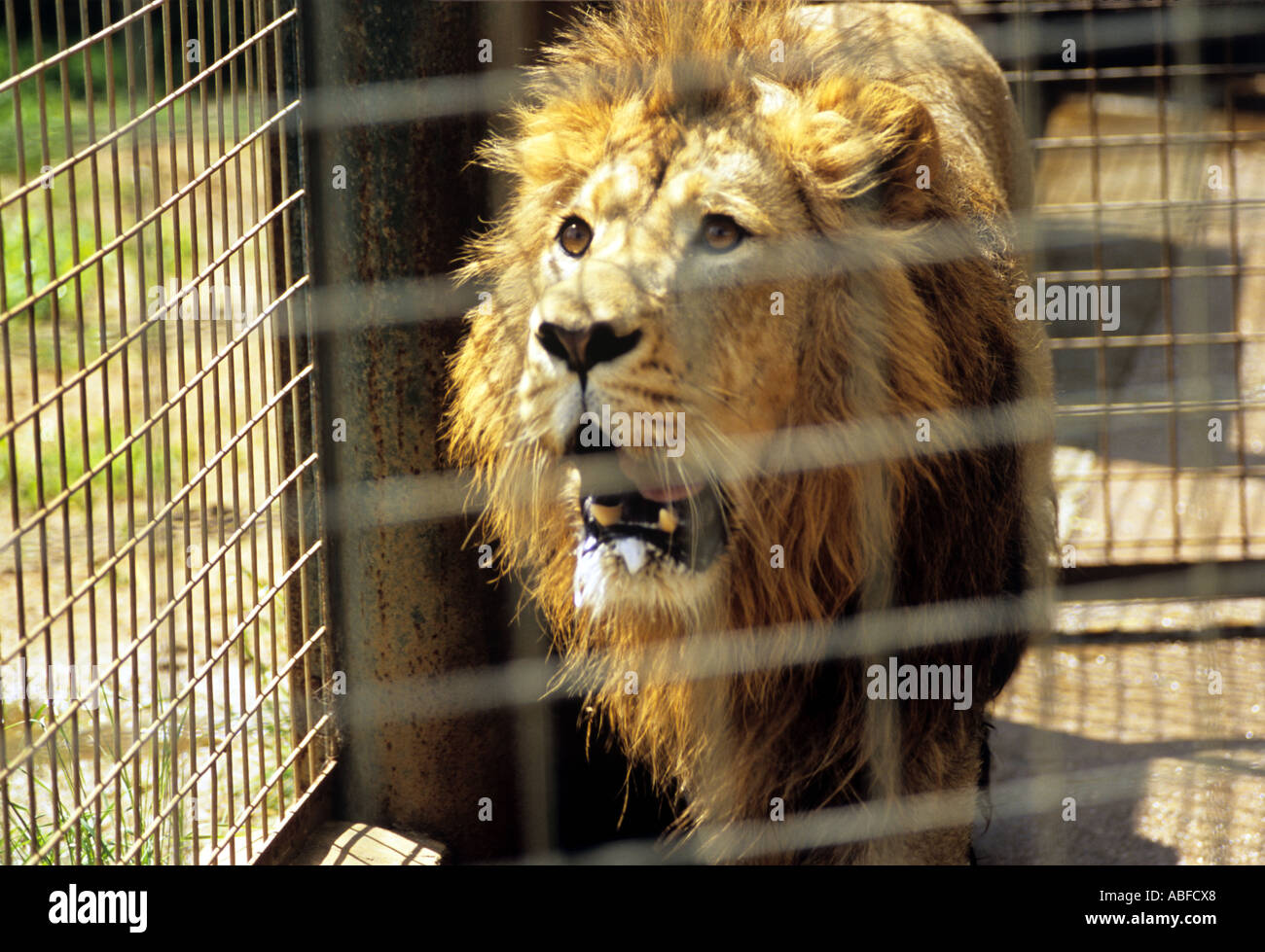 Captive Lion Zoo Stock Photo - Alamy