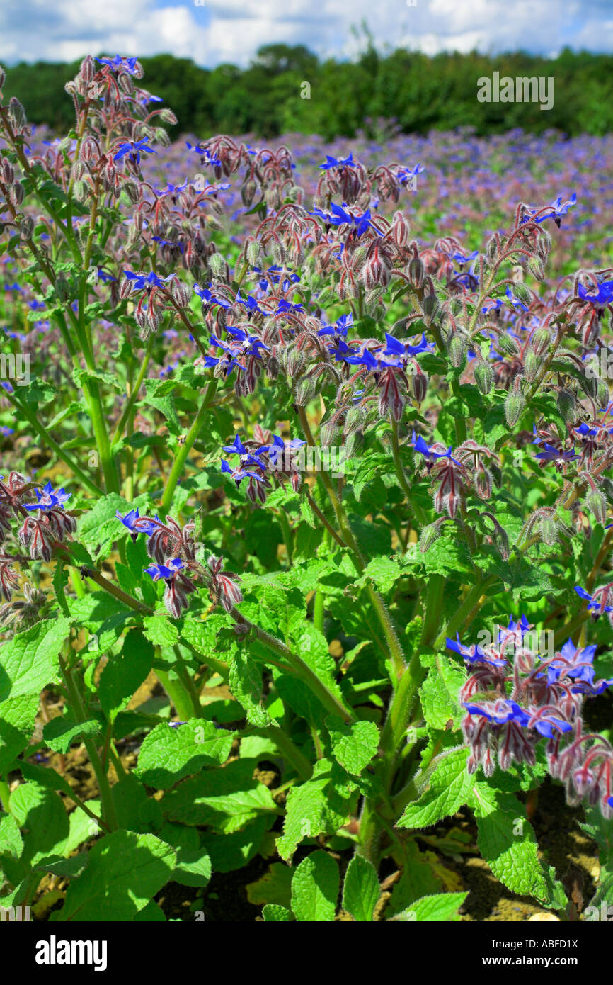 A crop of common flax used to produce linseed oil Stock Photo - Alamy