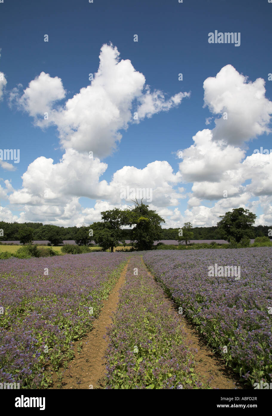 A crop of common flax used to produce linseed oil Stock Photo - Alamy