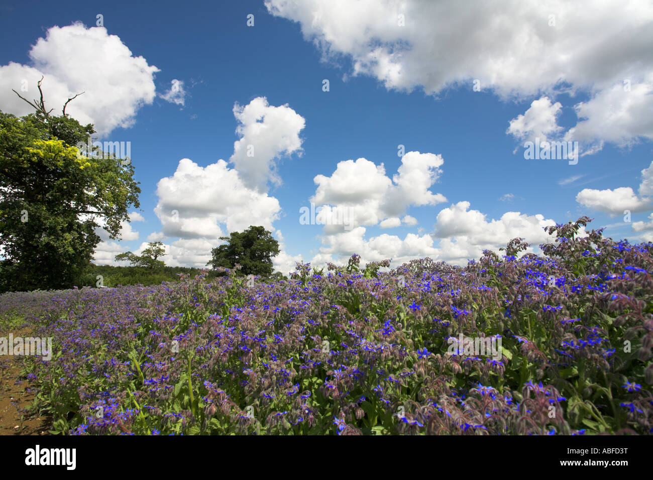 A crop of common flax used to produce linseed oil Stock Photo - Alamy
