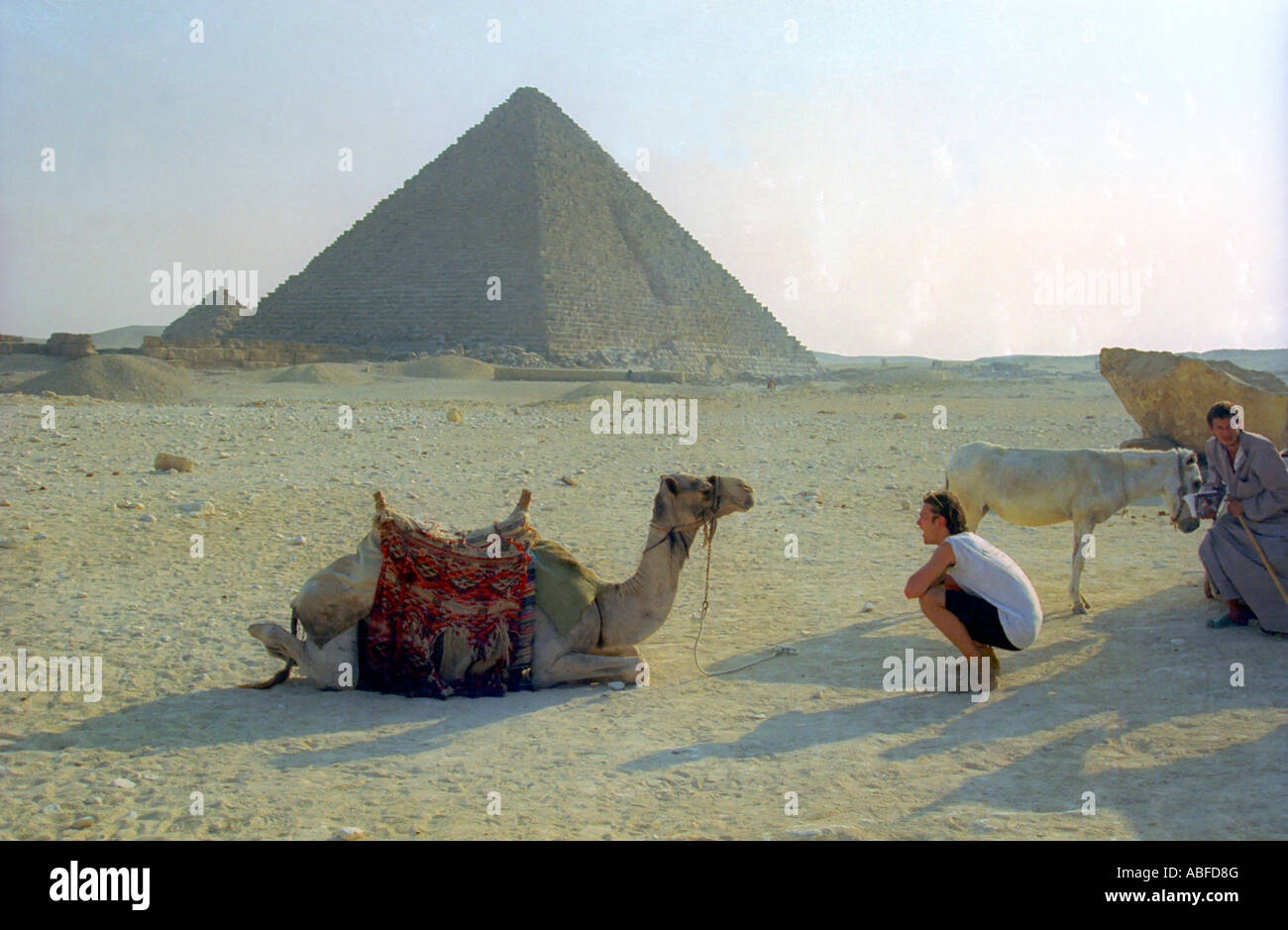 Tourist confronting a camel at the Pyramids of Giza, Egypt Stock Photo ...