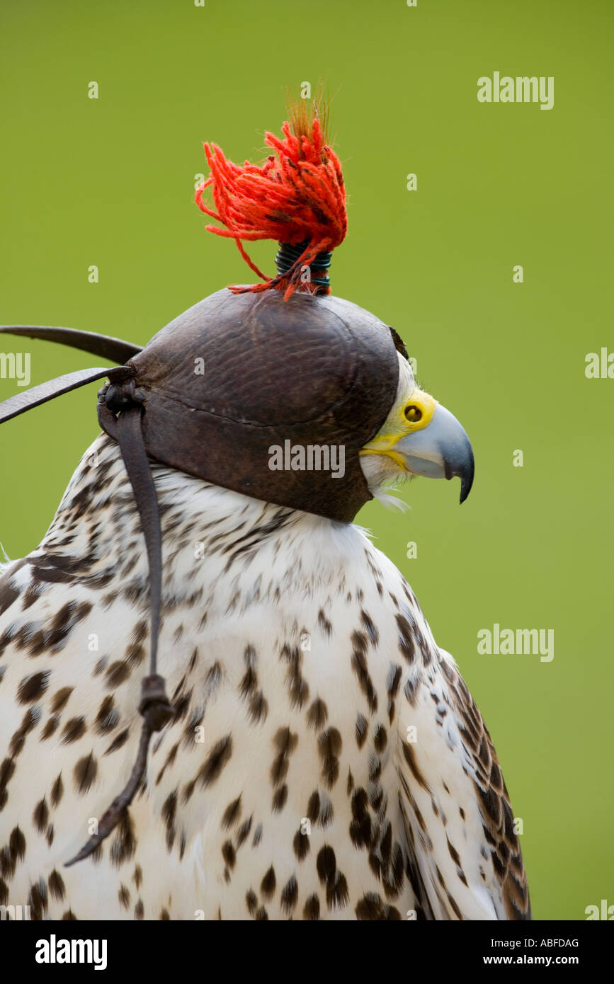 Saker Falcon, Bird of prey Stock Photo - Alamy