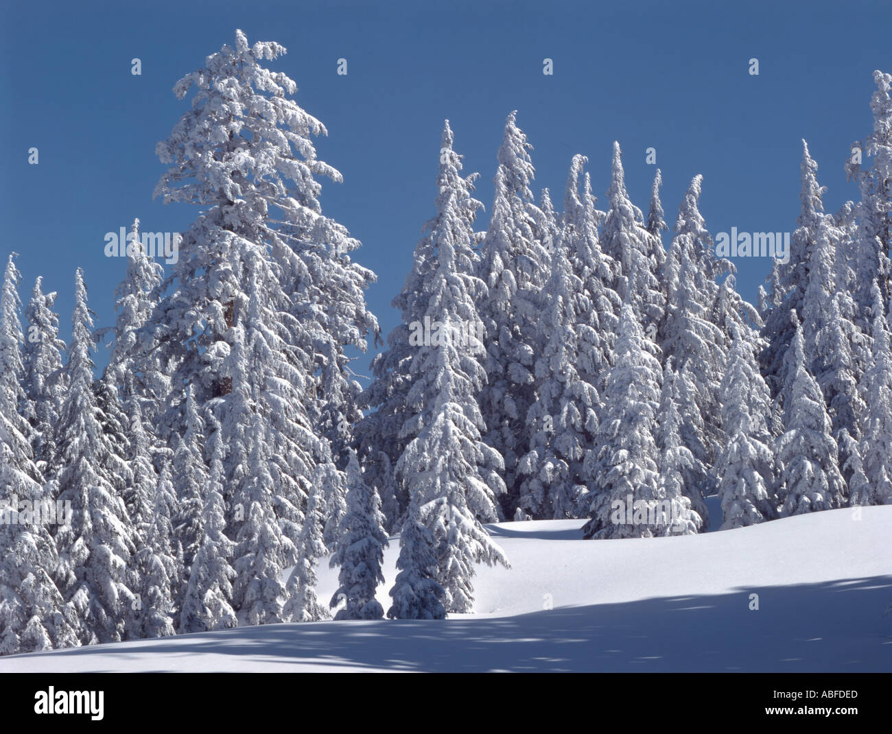 Tall thin trees hi-res stock photography and images - Alamy