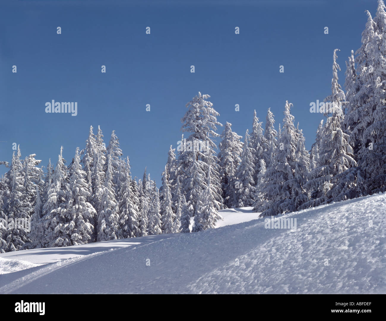 Tall thin trees hi-res stock photography and images - Alamy