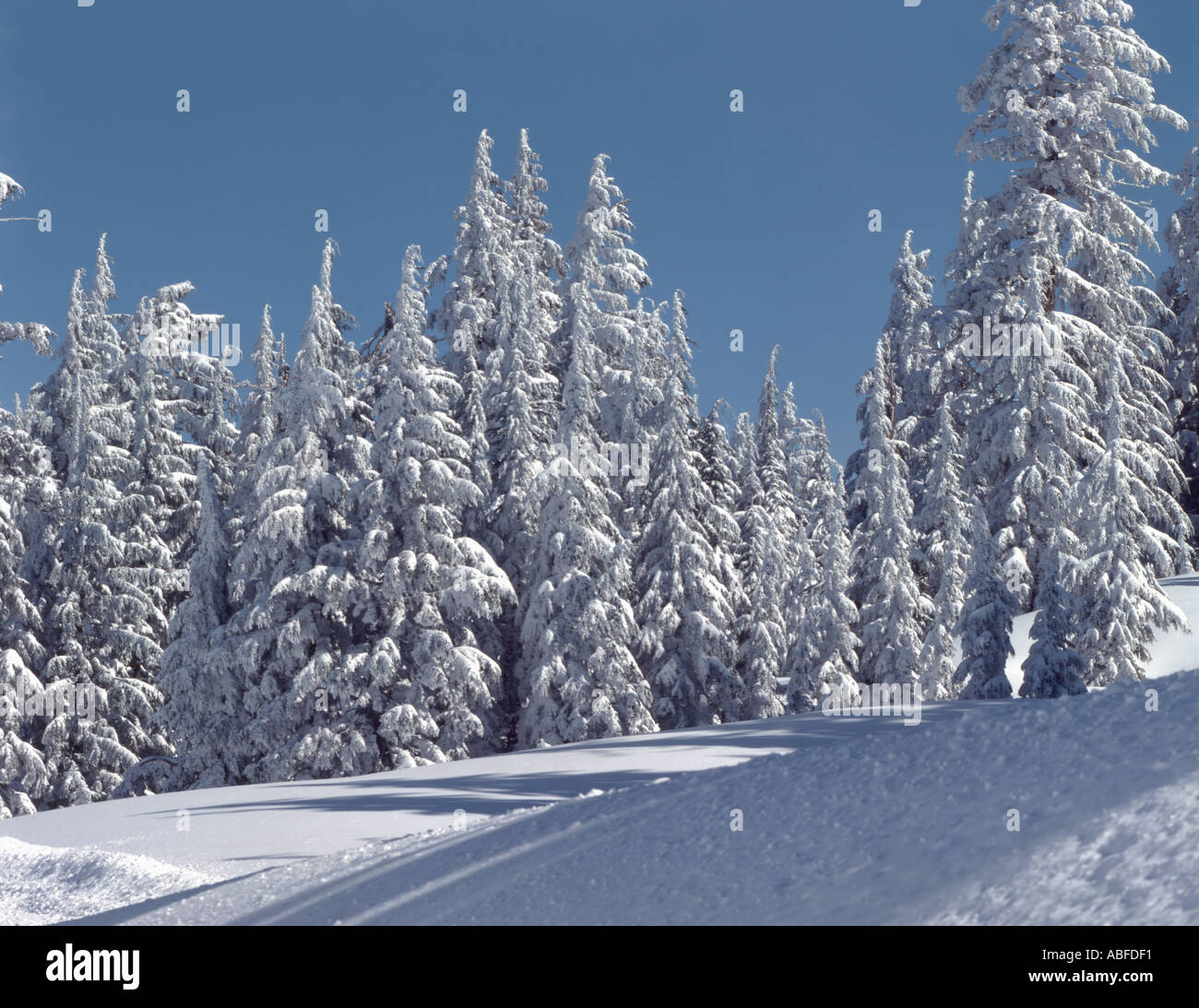 Tall thin trees hi-res stock photography and images - Alamy