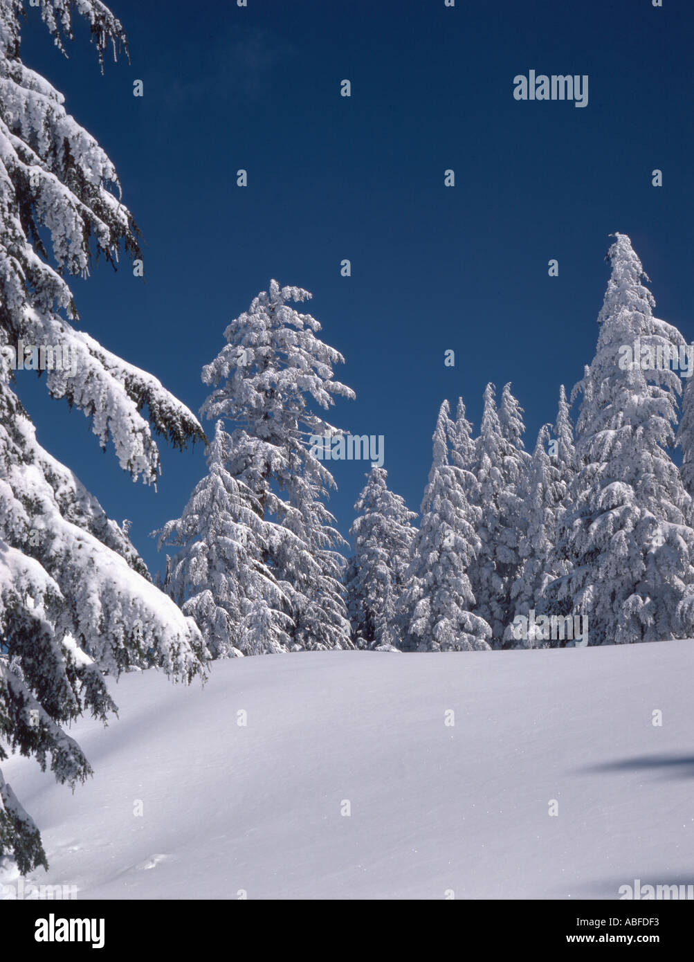 Tall thin trees hi-res stock photography and images - Alamy