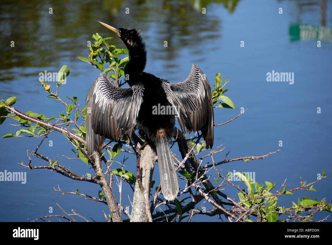 Anhinga drying wings Stock Photo - Alamy