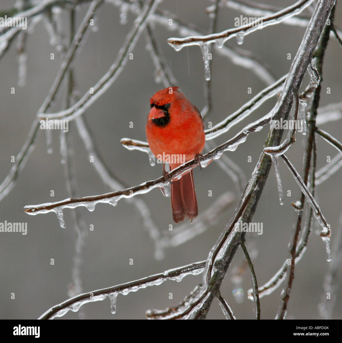 cardinal male ice covered grass branch Stock Photo - Alamy