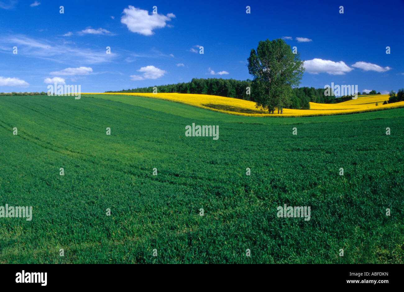 Green field - Poland landscape scenery Stock Photo - Alamy