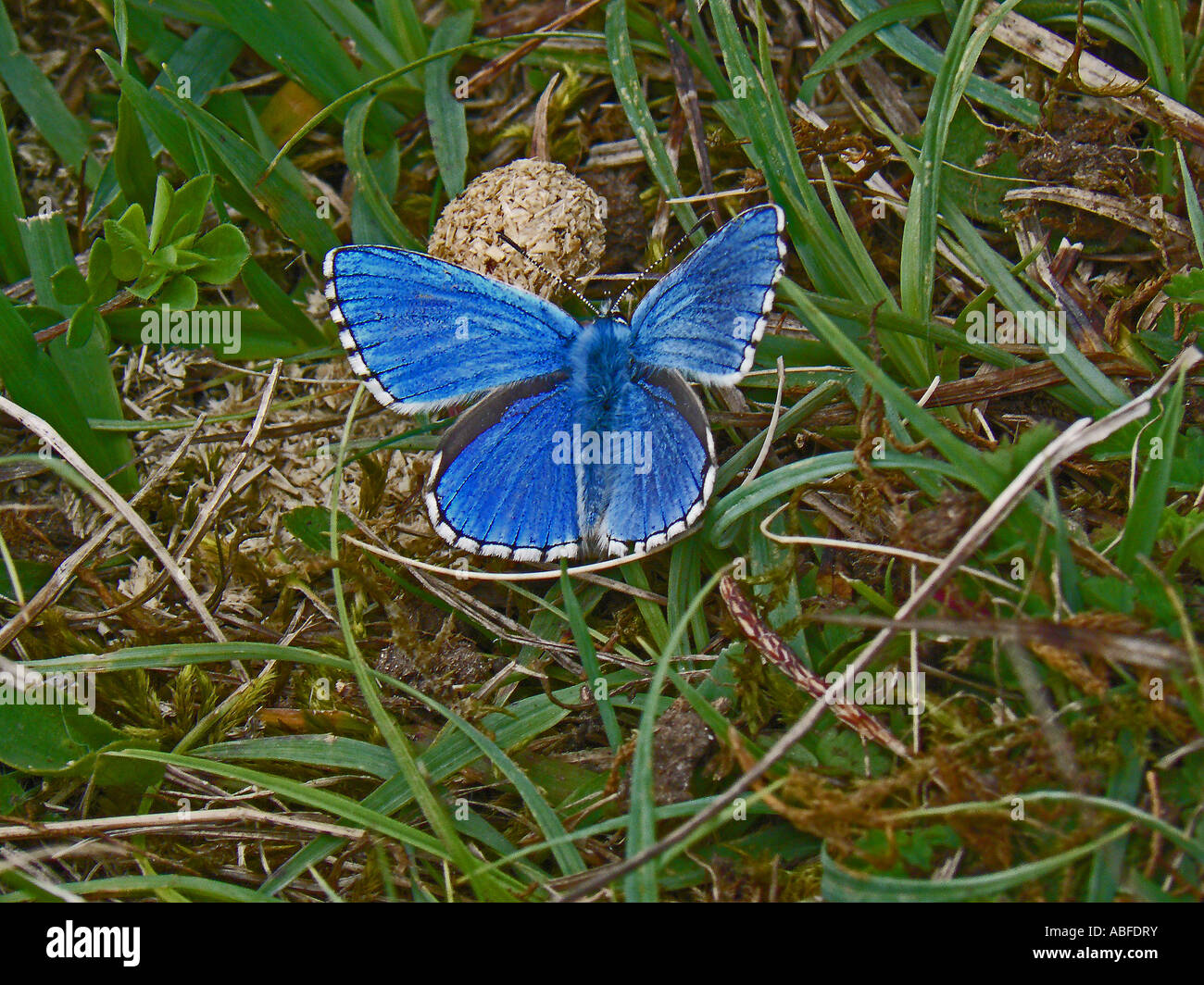 Adonis blue butterfly may hi-res stock photography and images - Alamy