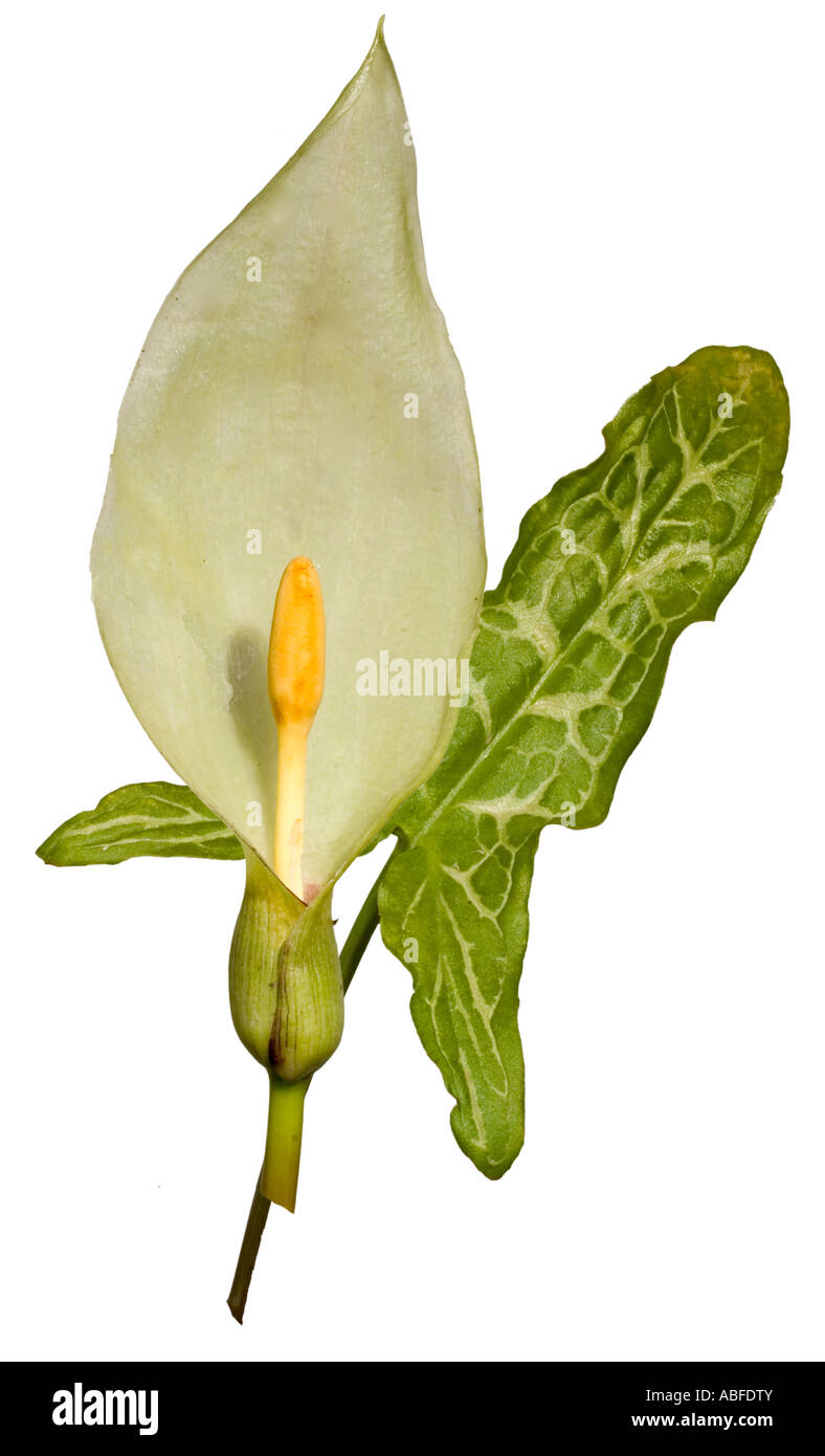 Spadix and spathe Cut Out Stock Images & Pictures - Alamy