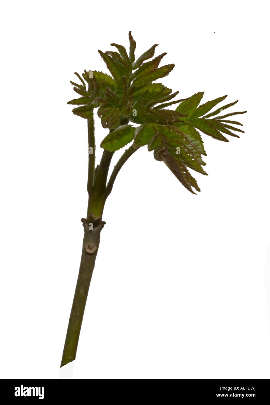 Young ash Cut Out Stock Images & Pictures - Alamy
