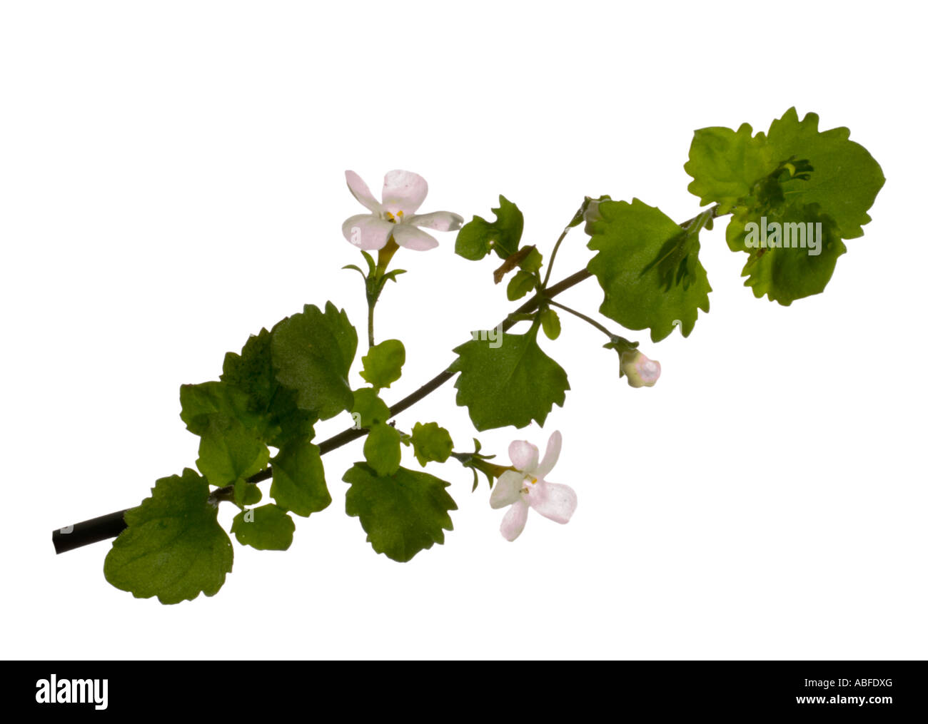 Trailing Bacopa High Resolution Stock Photography and Images - Alamy