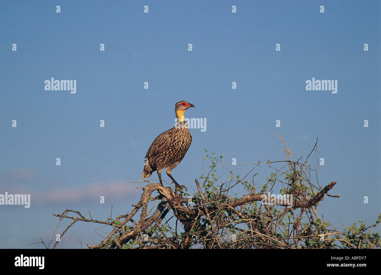 Bird african yellow necked spurfowl kenya hi-res stock photography and ...