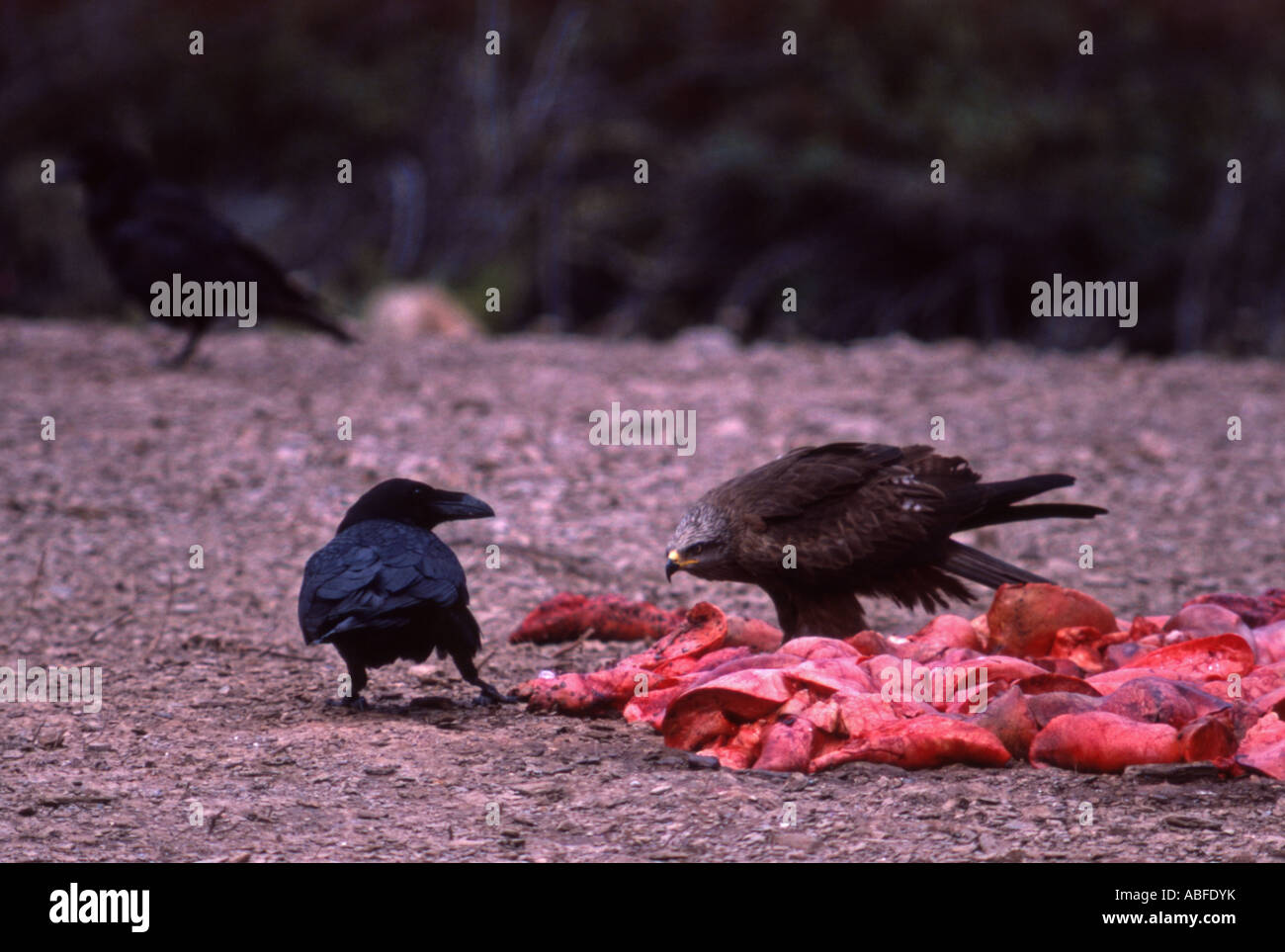 Black Kite Raven at feeding station Portugal Stock Photo - Alamy