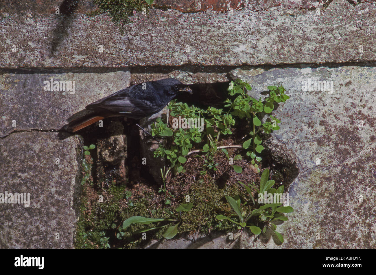 Black Redstart at nest in hole in wall Stock Photo - Alamy