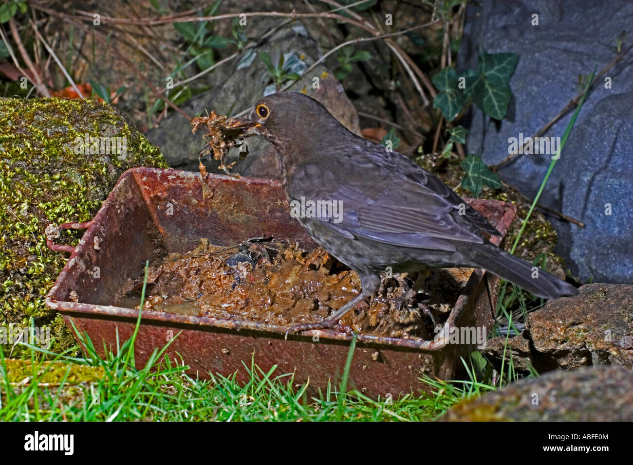 Female Blackbird collecting mud for nest lining Surrey England April ...