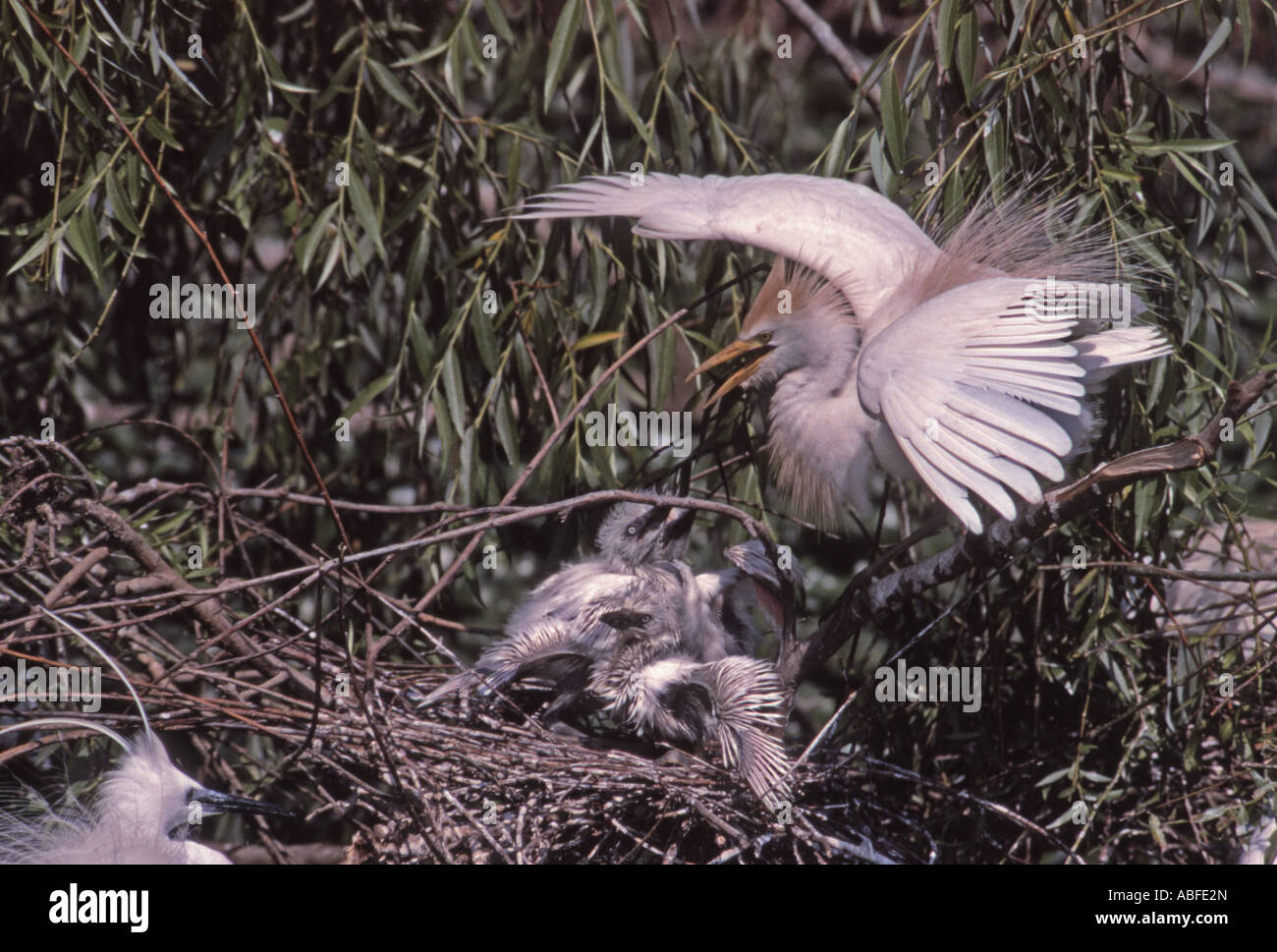 Cattle Egret at nest with nestlings Stock Photo - Alamy