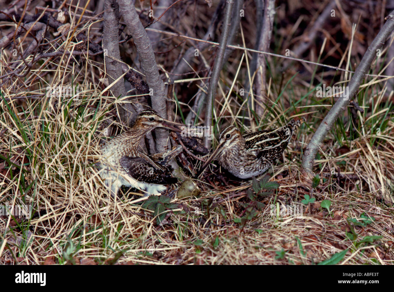 Gallinago gallinago nest hi-res stock photography and images - Alamy