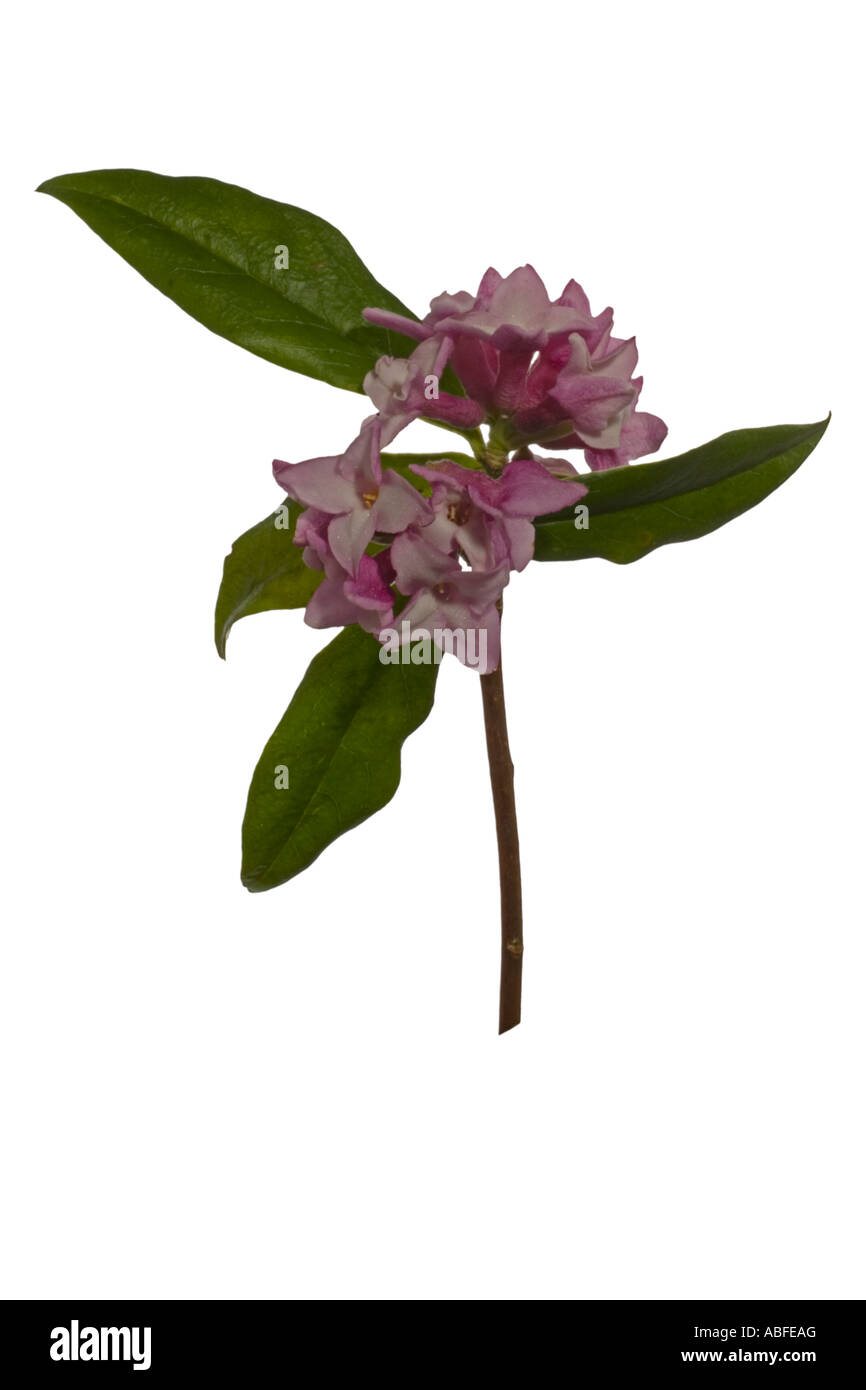 Daphne bholua garden Cut Out Stock Images & Pictures - Alamy