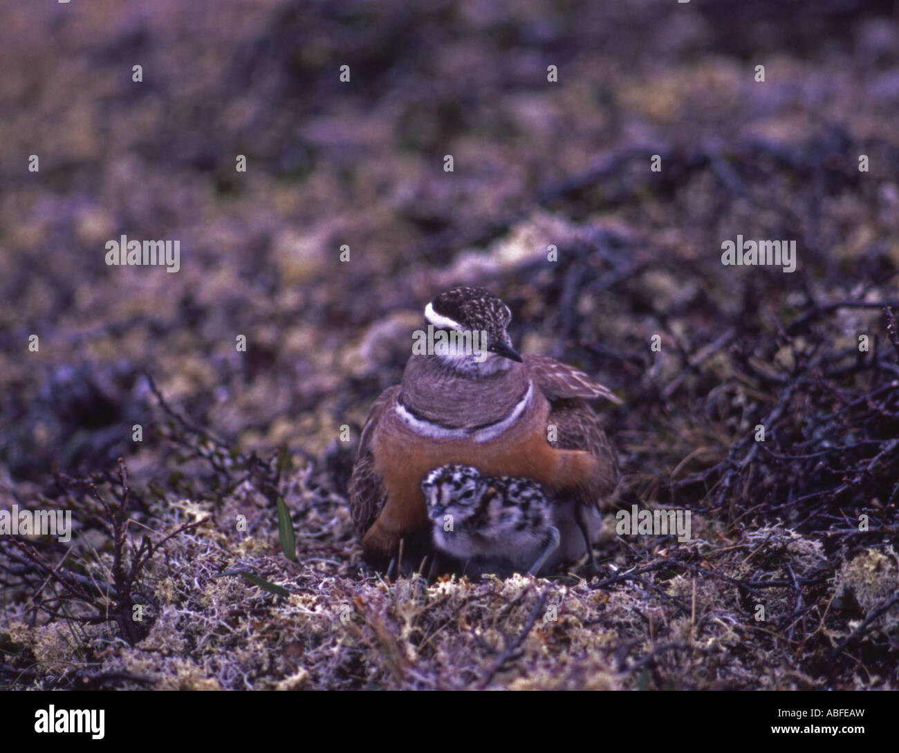 Dotterel nest hi-res stock photography and images - Alamy