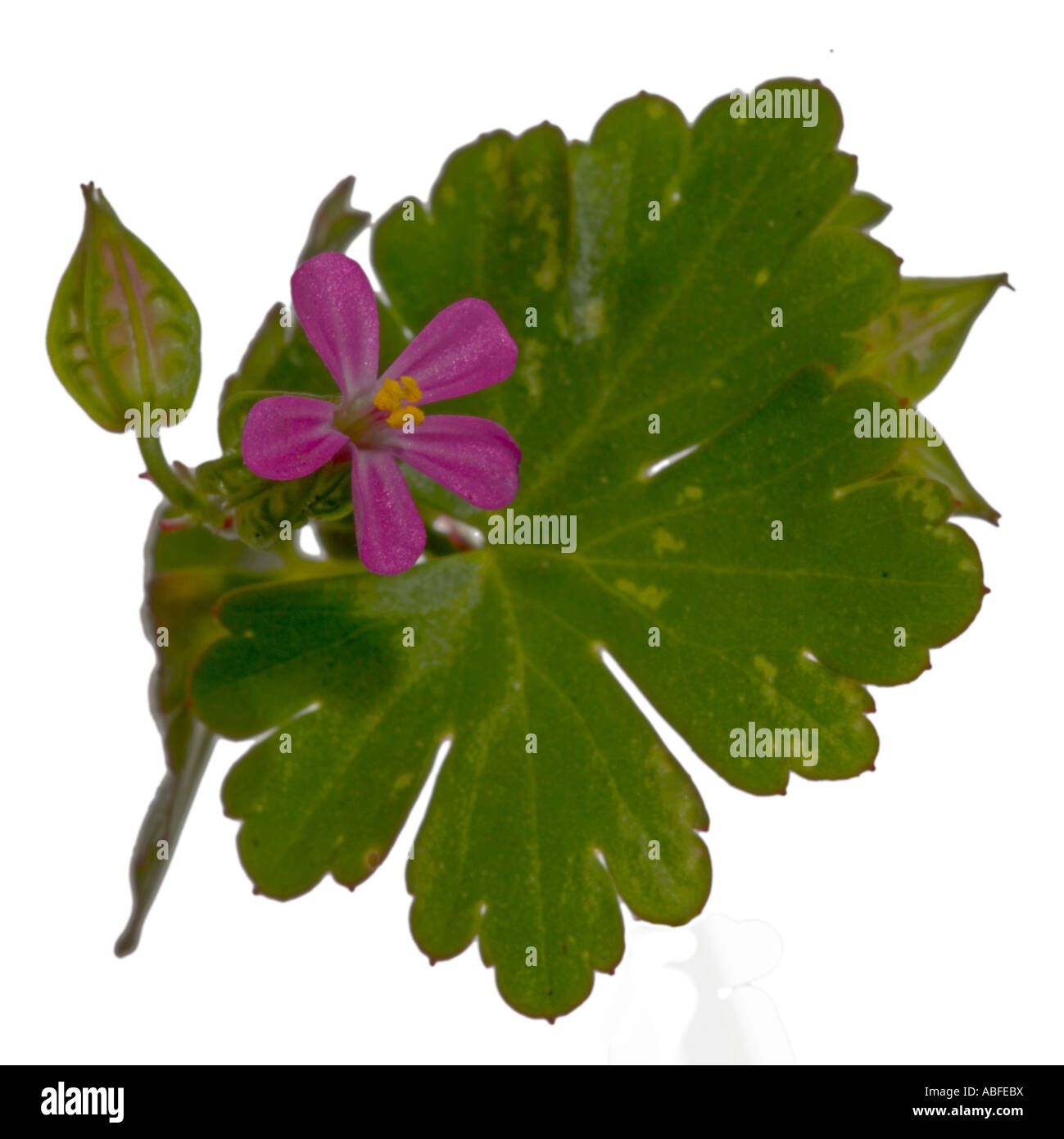 Geranium molle cut outs Cut Out Stock Images & Pictures - Alamy
