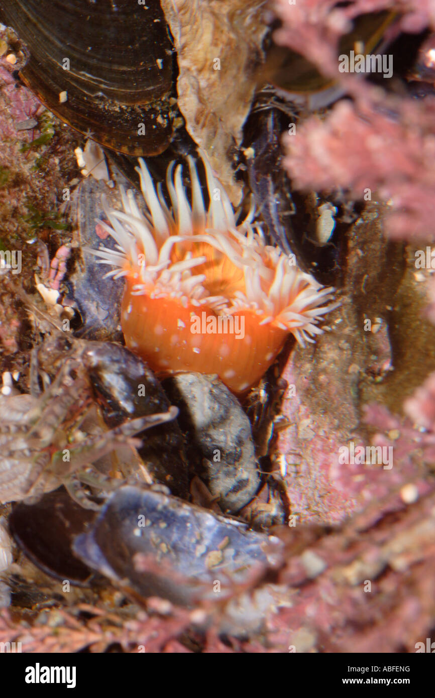 Sea anemone sagartia elegans hi-res stock photography and images - Alamy