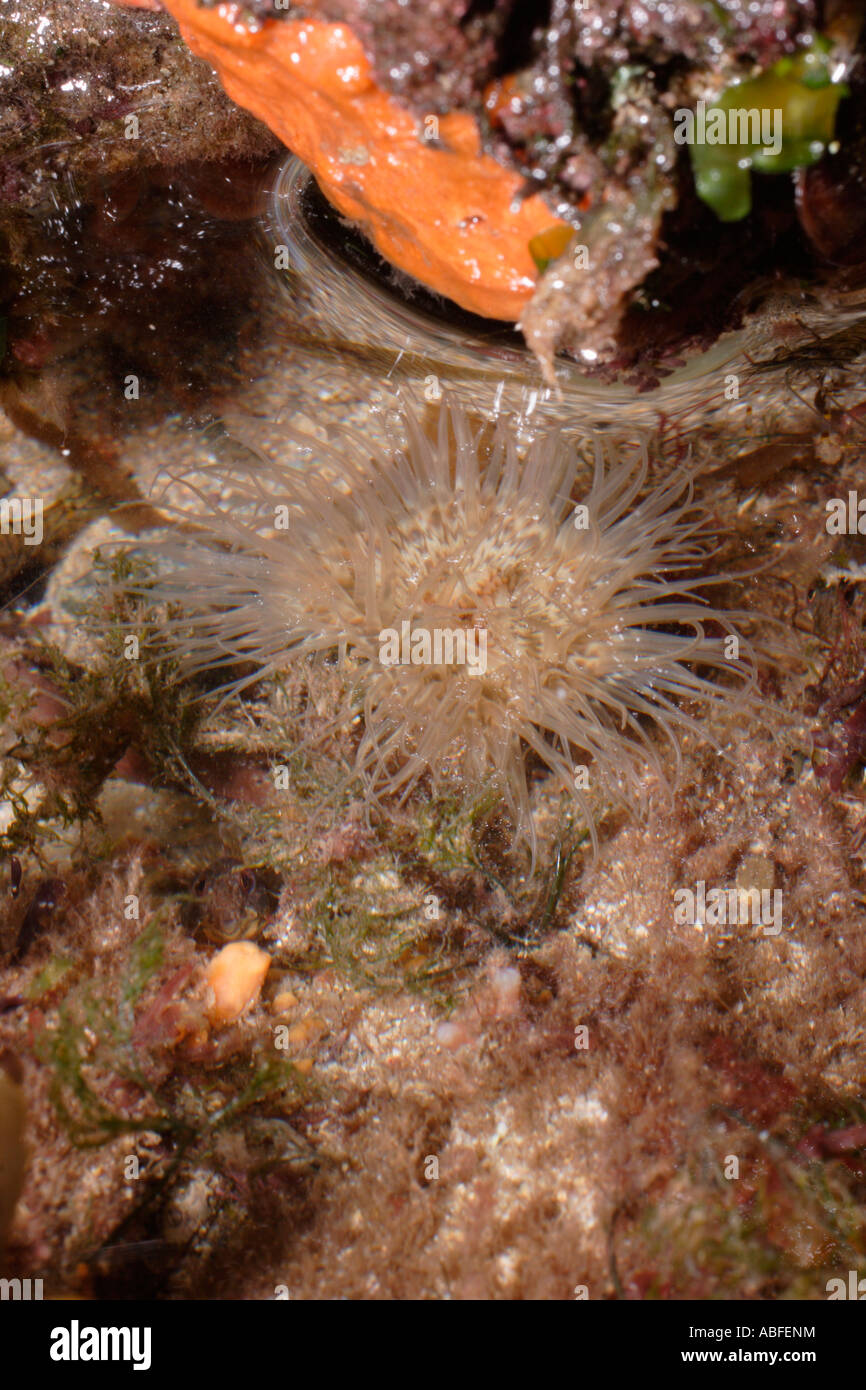 A sea anemone Sagartiogeton undatus Sagartiidae in a rockpool UK Stock ...