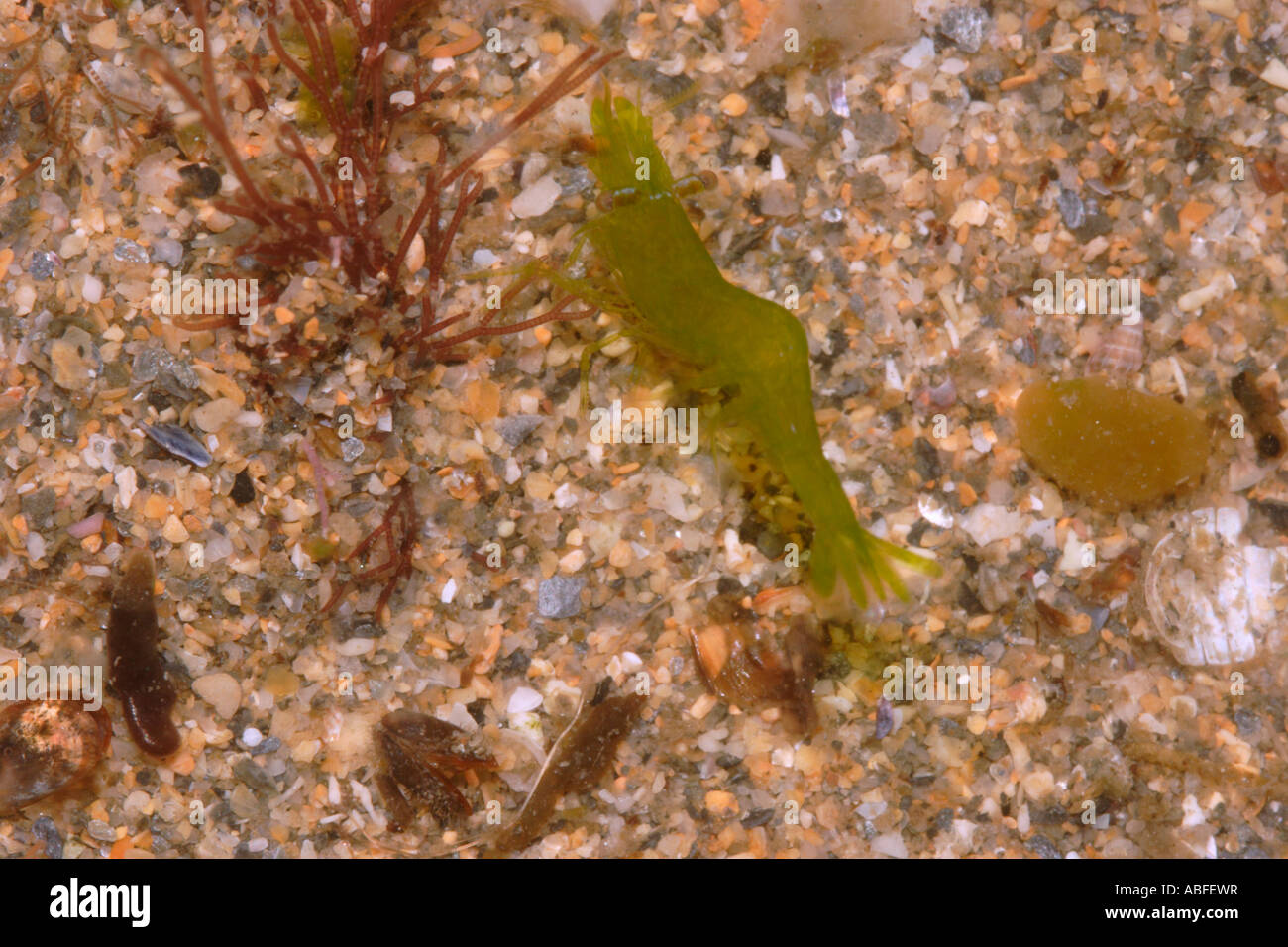 A chamaeleon prawn Hippolyte inermis Hippolytidae in a rockpool UK ...