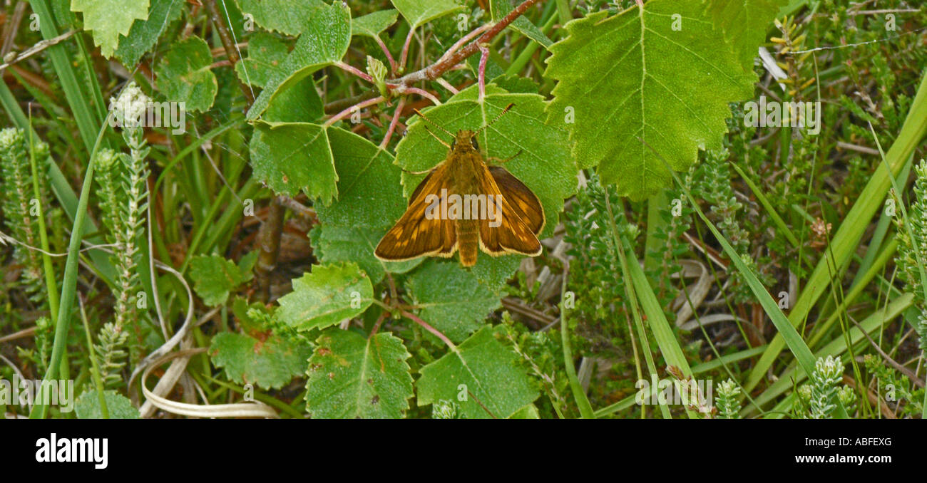 Male resting on birch Surrey England June Stock Photo - Alamy