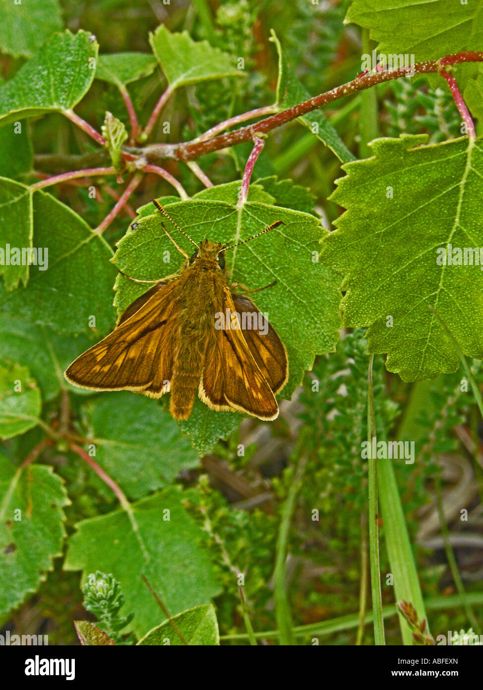 Large Skipper butterfly. Male resting on birch Surrey England June ...