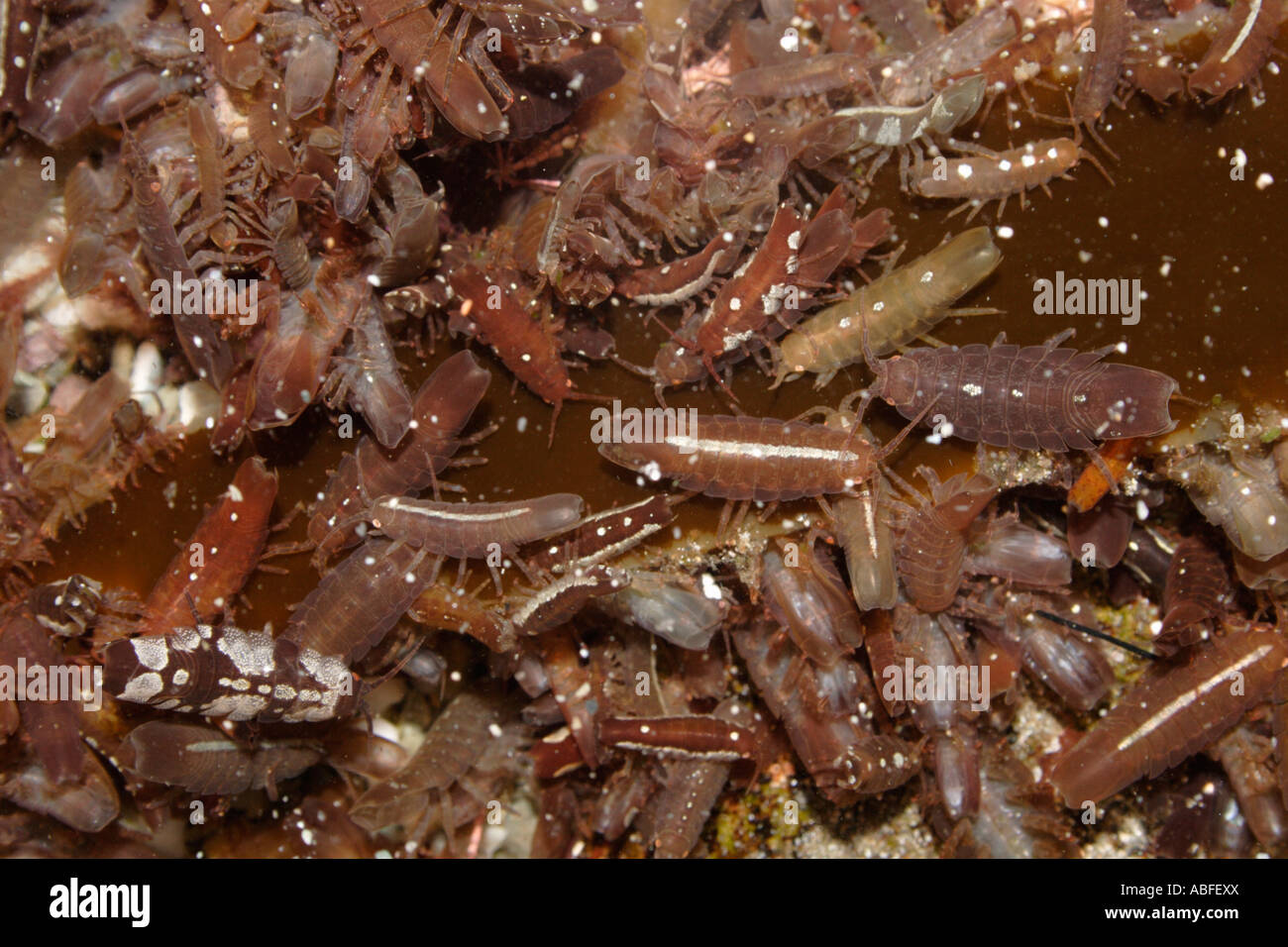 Idotea hi-res stock photography and images - Alamy