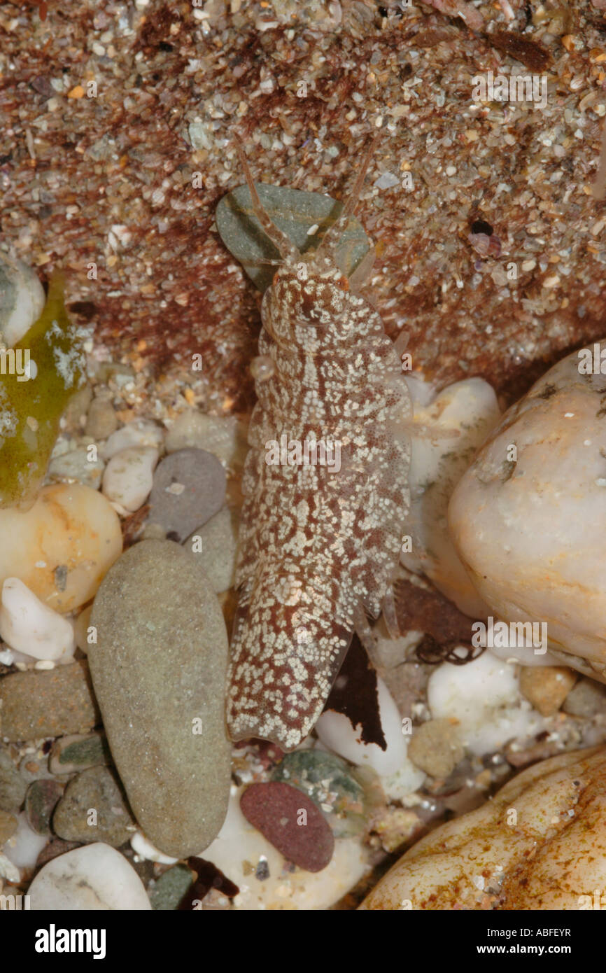 Baltic isopod Idotea baltica Idoteidae in a rockpool UK Stock Photo - Alamy