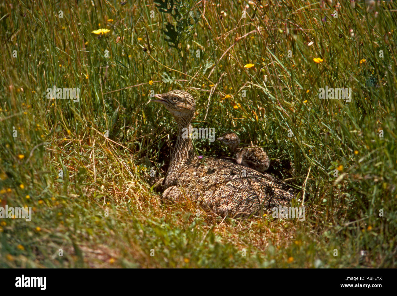 Little Bustard female at nest with nestling Portugal Stock Photo - Alamy