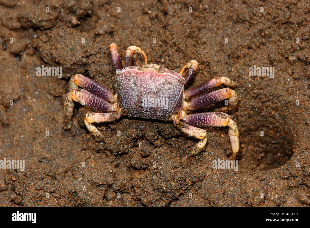 Uca species hi-res stock photography and images - Alamy
