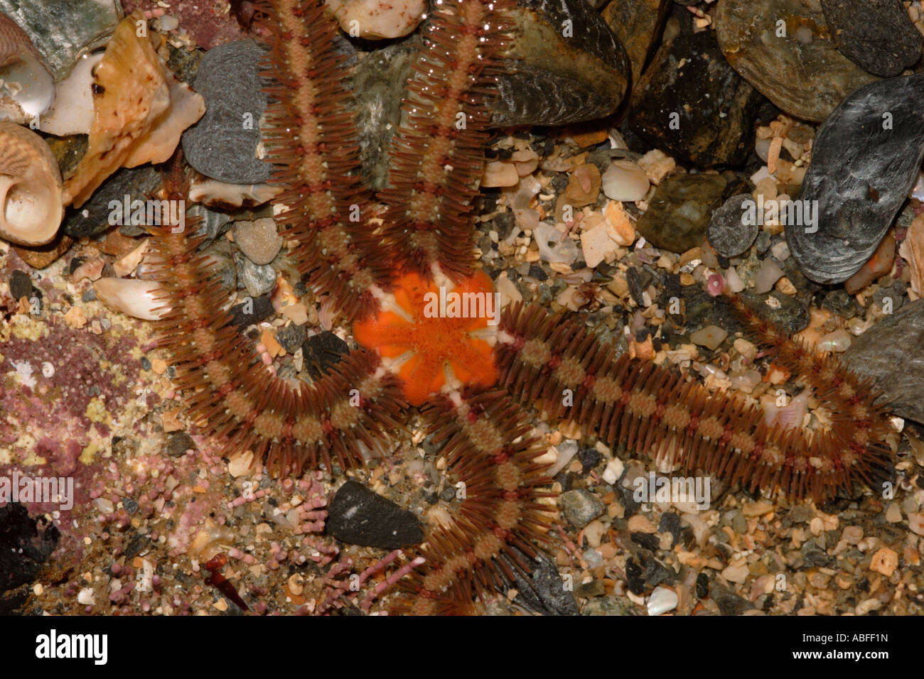 Ophiothrix fragilis hi-res stock photography and images - Alamy