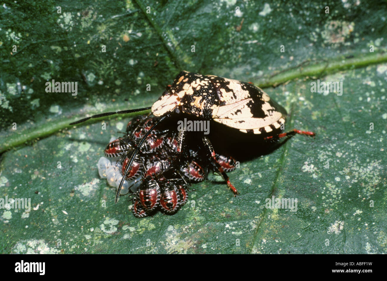 Shield or stink bug Antiteuchus melanoleucus Pentatomidae guarding her ...