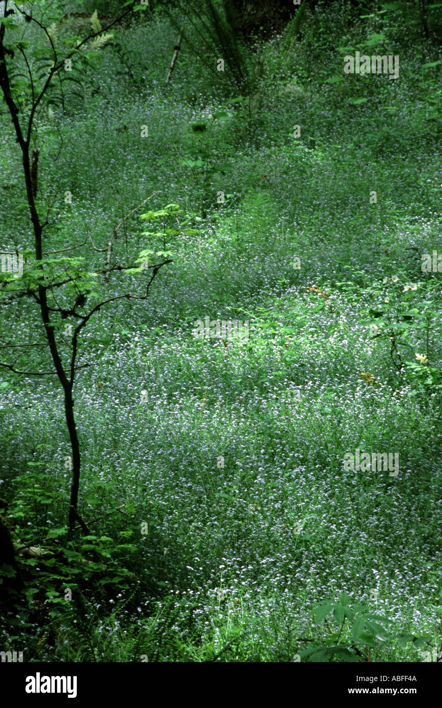 field of wild flowers under forest canopy Stock Photo - Alamy