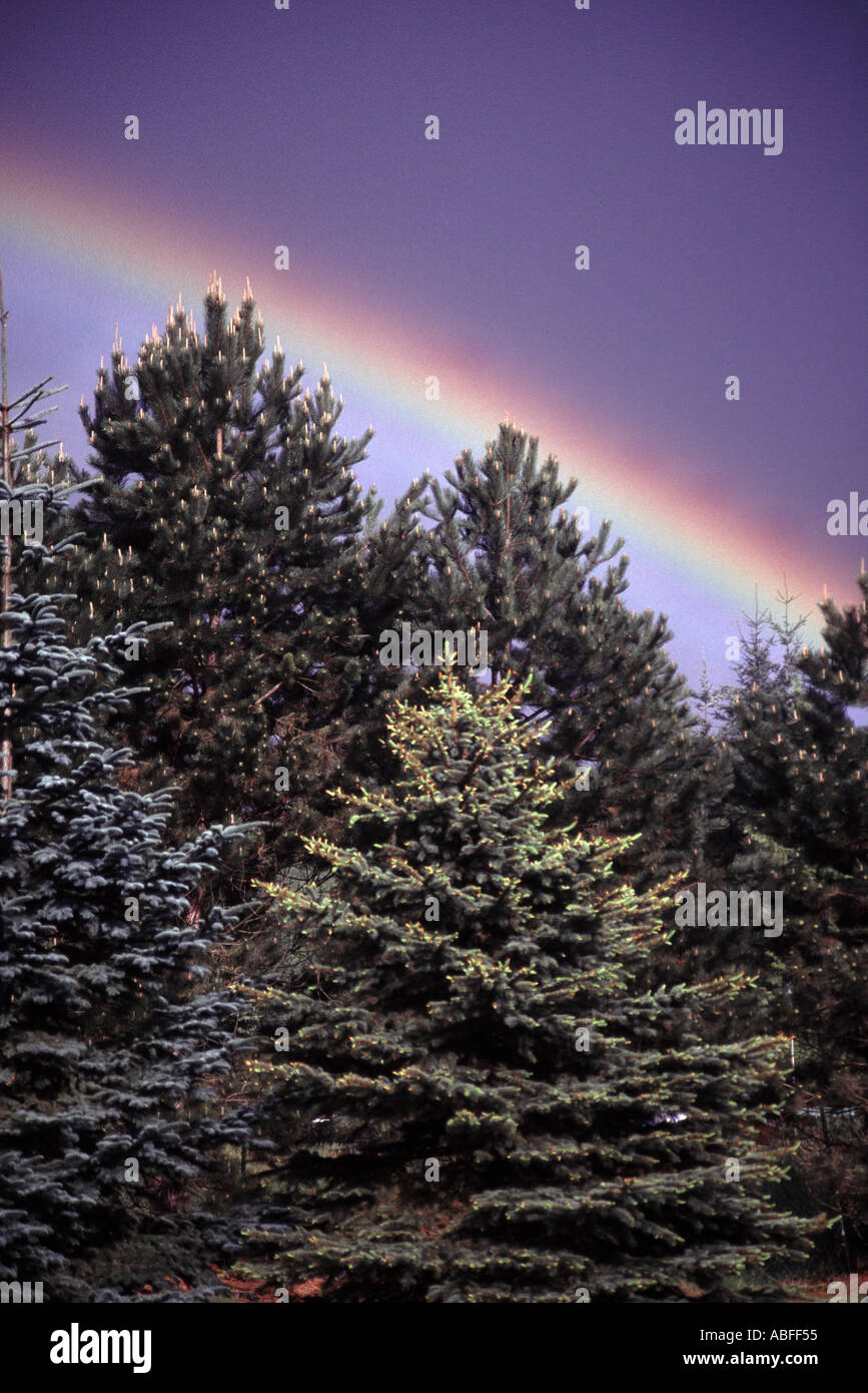 RAINBOW W TREES DARK SKY Seattle Washington Stock Photo - Alamy
