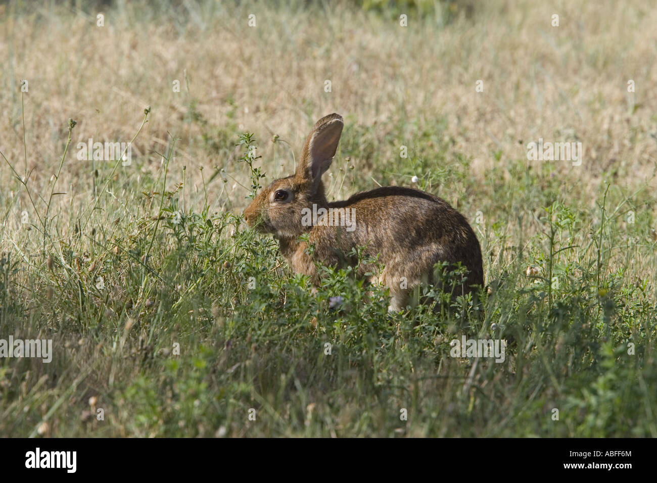 Rabbit photographed in the South of France the large ears suggest that ...