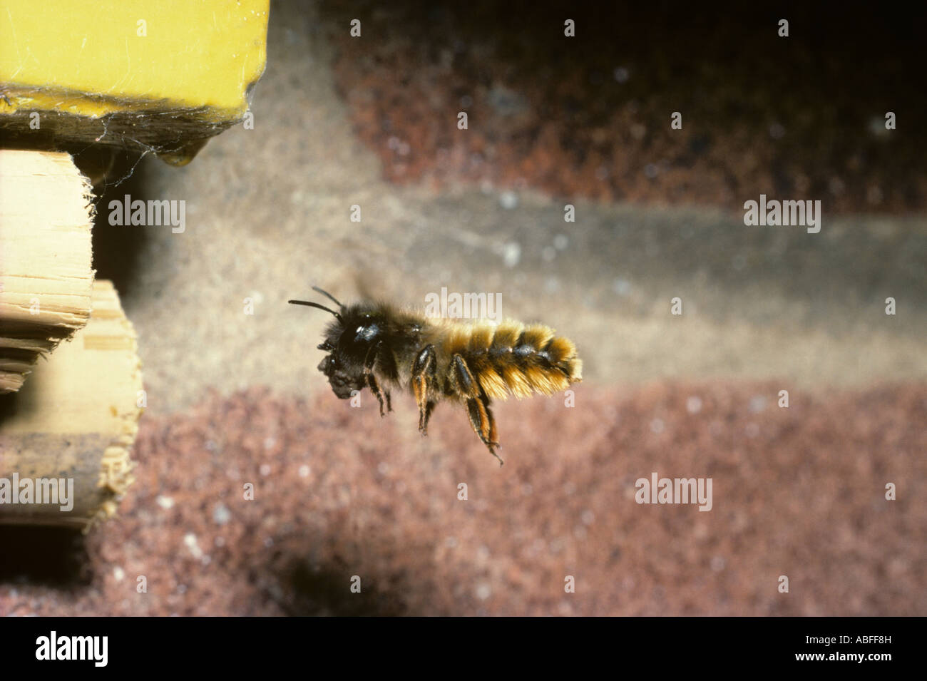 Mason bee builder bee osmia hi-res stock photography and images - Alamy