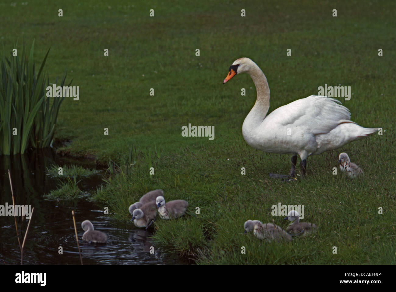 Female swan pen hi-res stock photography and images - Alamy