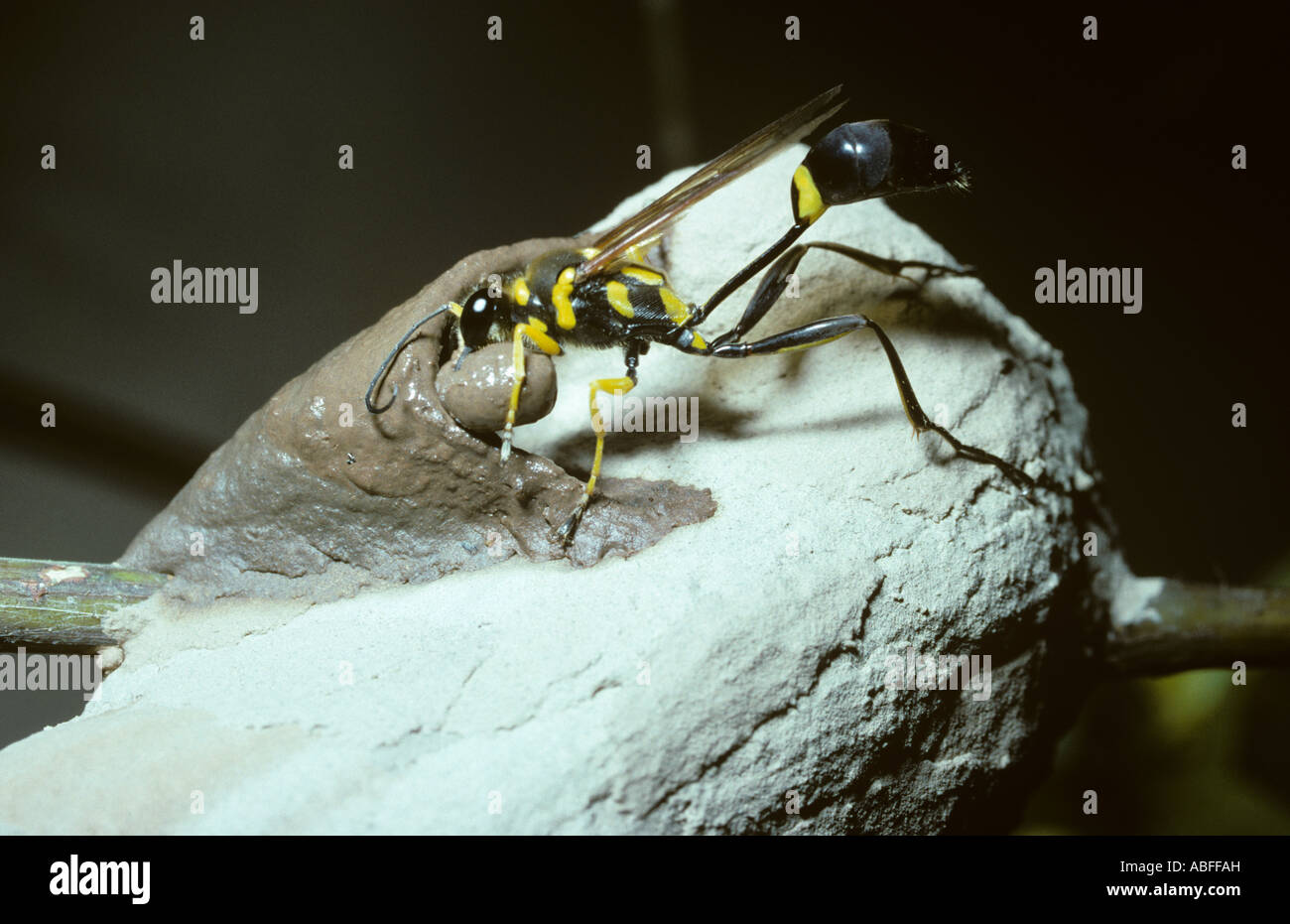 Wasp mud dauber nest hi-res stock photography and images - Alamy